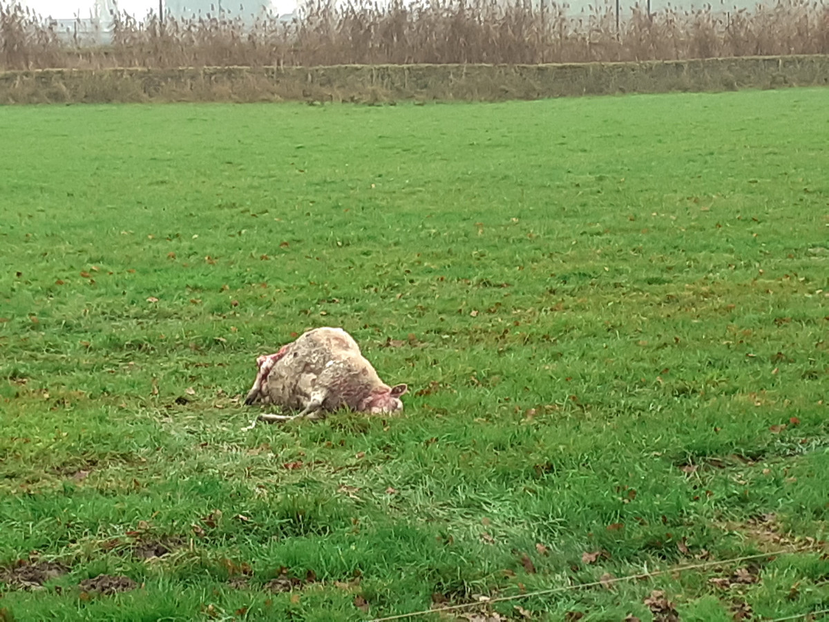 De schapen van Goudje en Dirk werden doodgebeten door een wolf: ‘Hoop ...