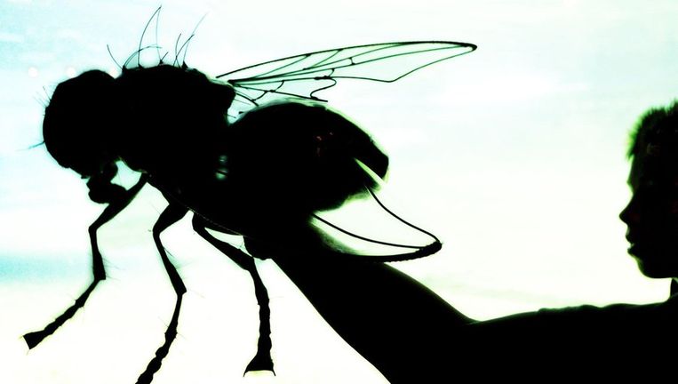 Voor het eerst vastgesteld hoe vliegen bochten maken in de lucht