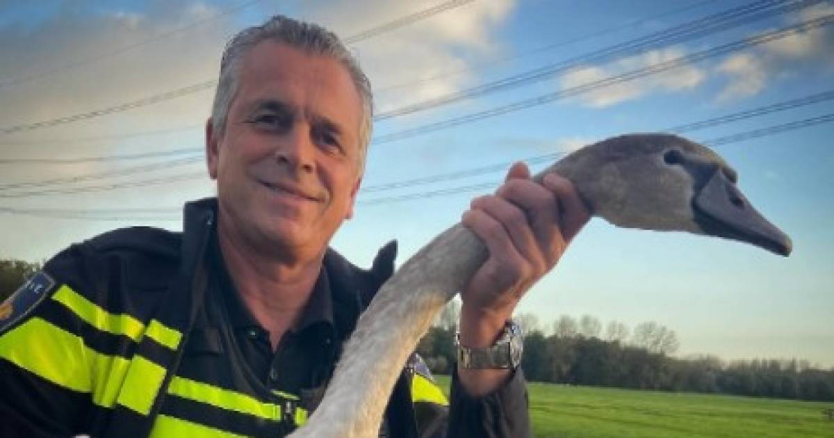 Zwaan gered van wisse dood op de snelweg: ‘Nu kan hij zijn vrienden ...