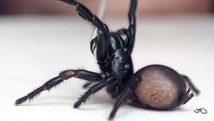 Grootste dosis tegengif ooit redt jongen van spinnenbeet | Bizar | hln.be