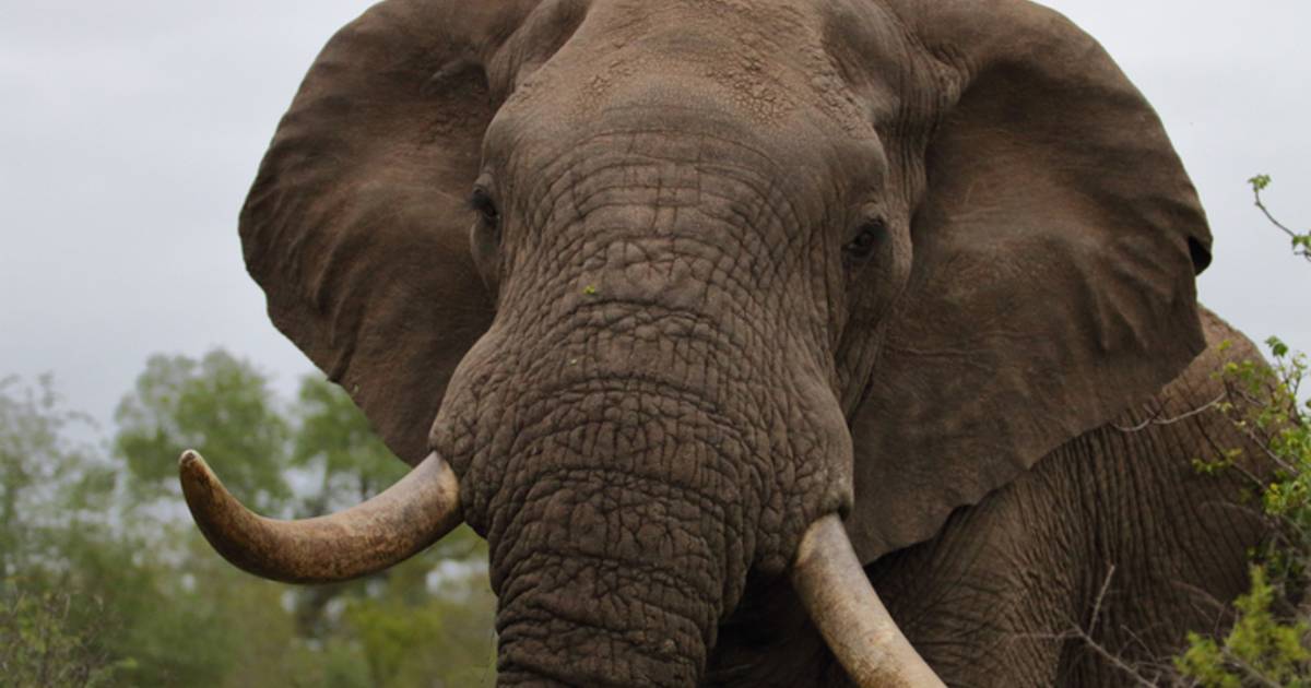 Stroper “gedood door olifant en opgegeten door leeuwen” in Zuid-Afrika ...