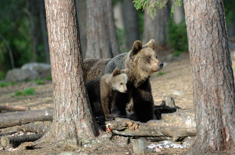Beren zorgen voor onrust in Oostenrijkse en Italiaanse Alpen | Foto ...