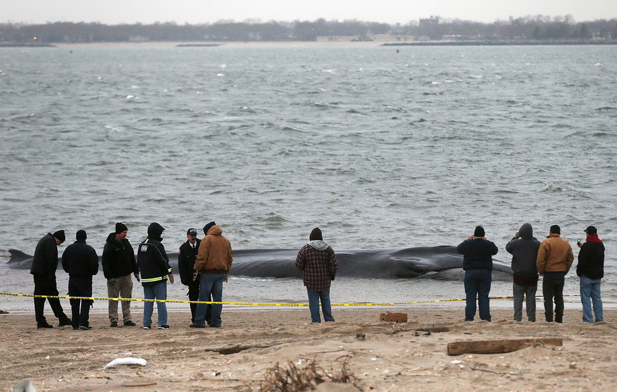 Vinvis aangespoeld op strand in New York City | Foto | gelderlander.nl Vinvis aangespoeld op strand in New York City | Foto | gelderlander.nl