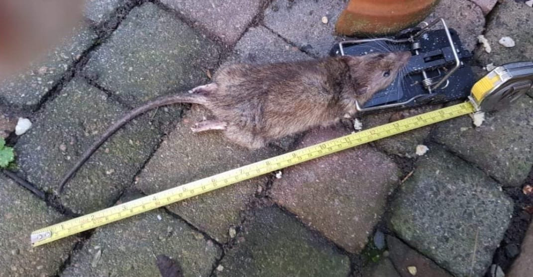 José uit Zutphen is rattenoverlast spuugzat, eindelijk actie na ...