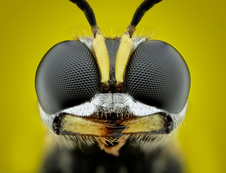 Inzoomen op insecten met extreme macrofotografie. ‘Meestal pak je de ...