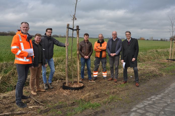Vijftien ‘vermoorde’ bomen zijn vervangen door twintig nieuwe | Lo ...
