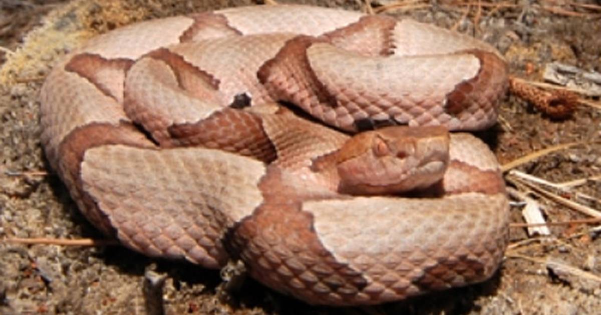 Giftige slangen en spinnen in Vlaardingen in beslag genomen | Rotterdam ...