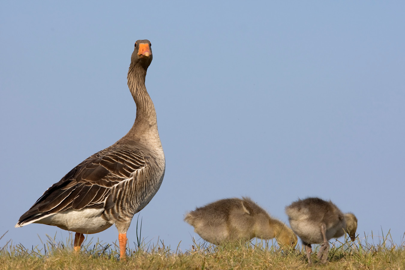 Jagers mogen hinderlijke gans voortaan met ‘stille’ luchtbuks ...