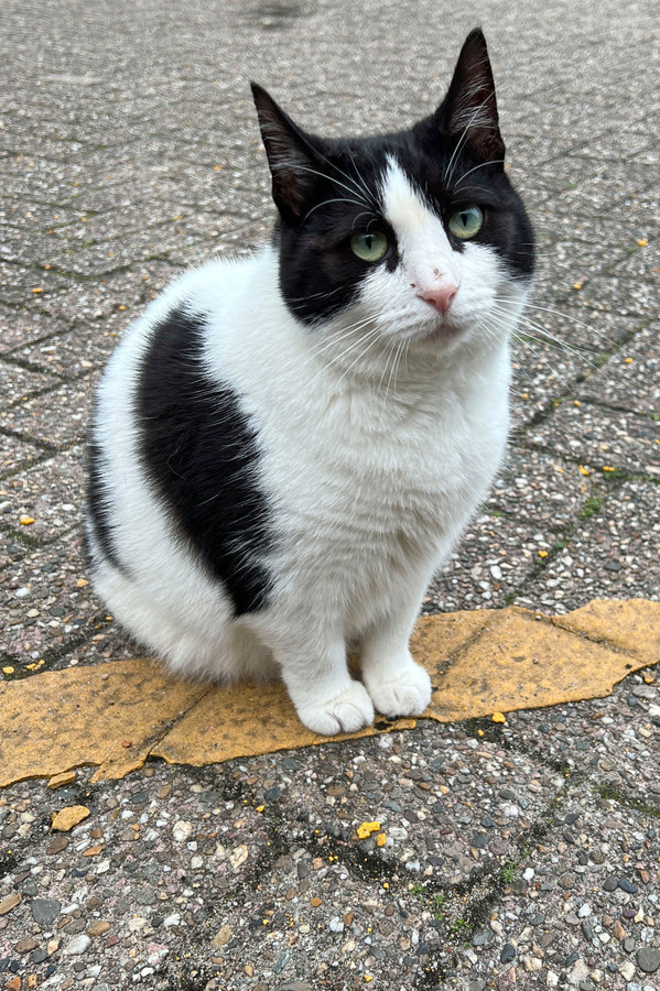 Dit zijn jullie inzendingen van de leukste katten op Wereldkattendag 2023 | Foto | AD.nl