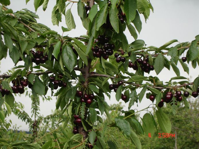 12 euro voor 1 kilo kersen is geen uitzondering dit jaar: waarom zijn ...