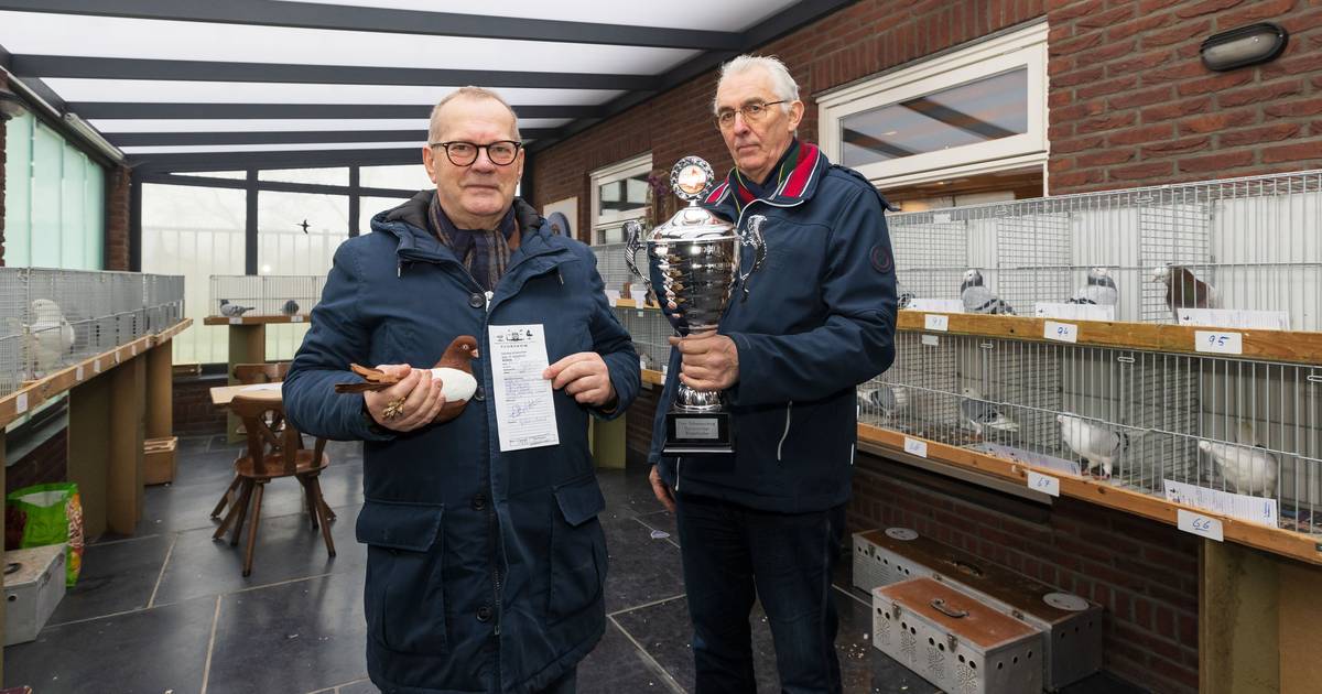 Doffers en duivinnen maken in Rosmalen uit wie de mooiste van ‘Bois le ...