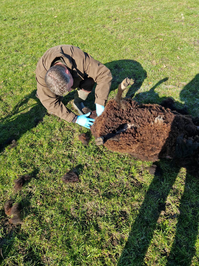 Wolf beet hoog drachtig schaap dood in wei bij Buurserzand: ‘Het schaap ...