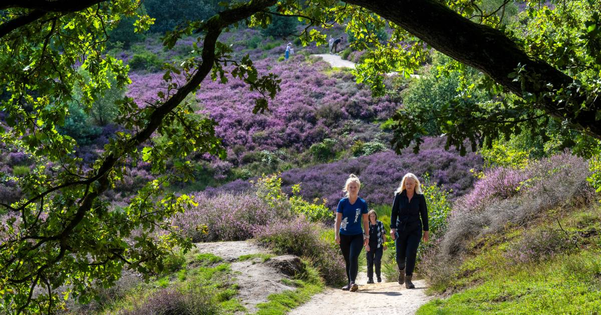 Drukte op de Veluwe, want de heide kleurt diep paars: ‘Nog niet eens op ...