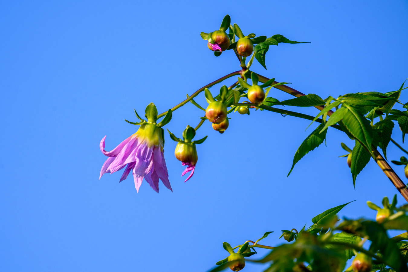 Unieke gebeurtenis in Arboretum Kalmthout: boomdahlia bloeit voor ...