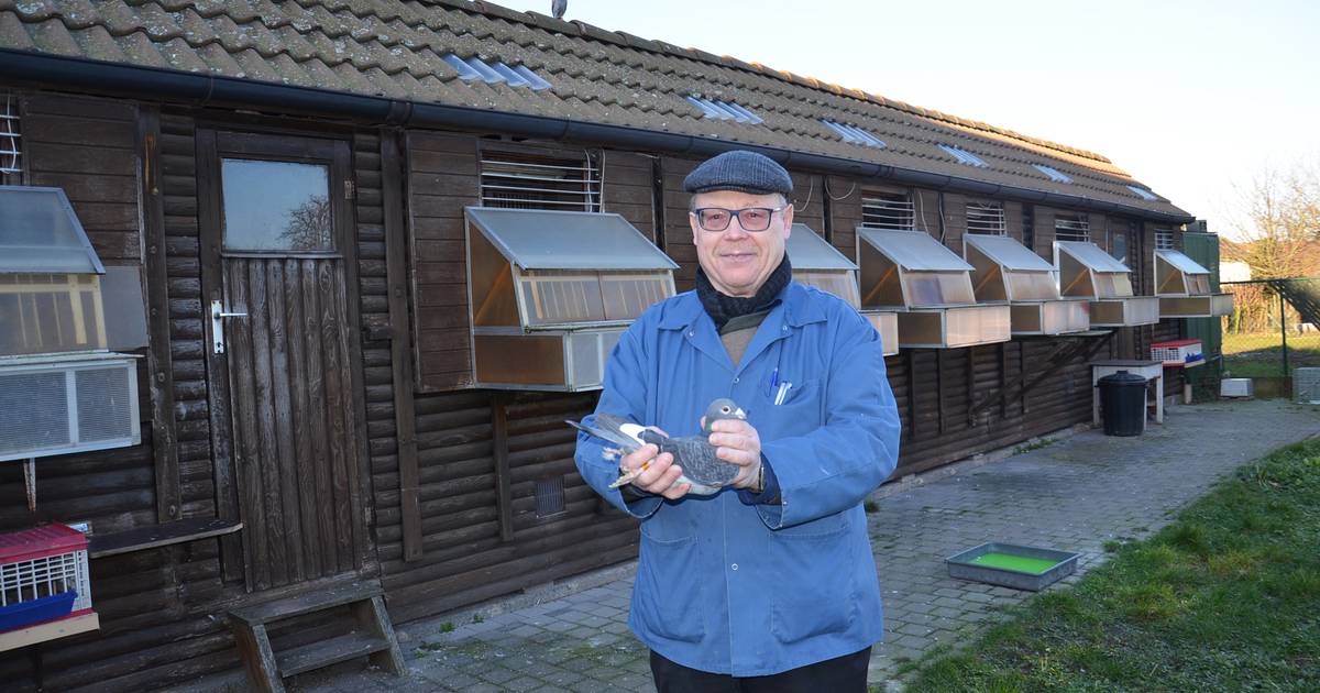 Duivenliefhebber Marc De Vadder behaalde afgelopen jaar record van 87 ...
