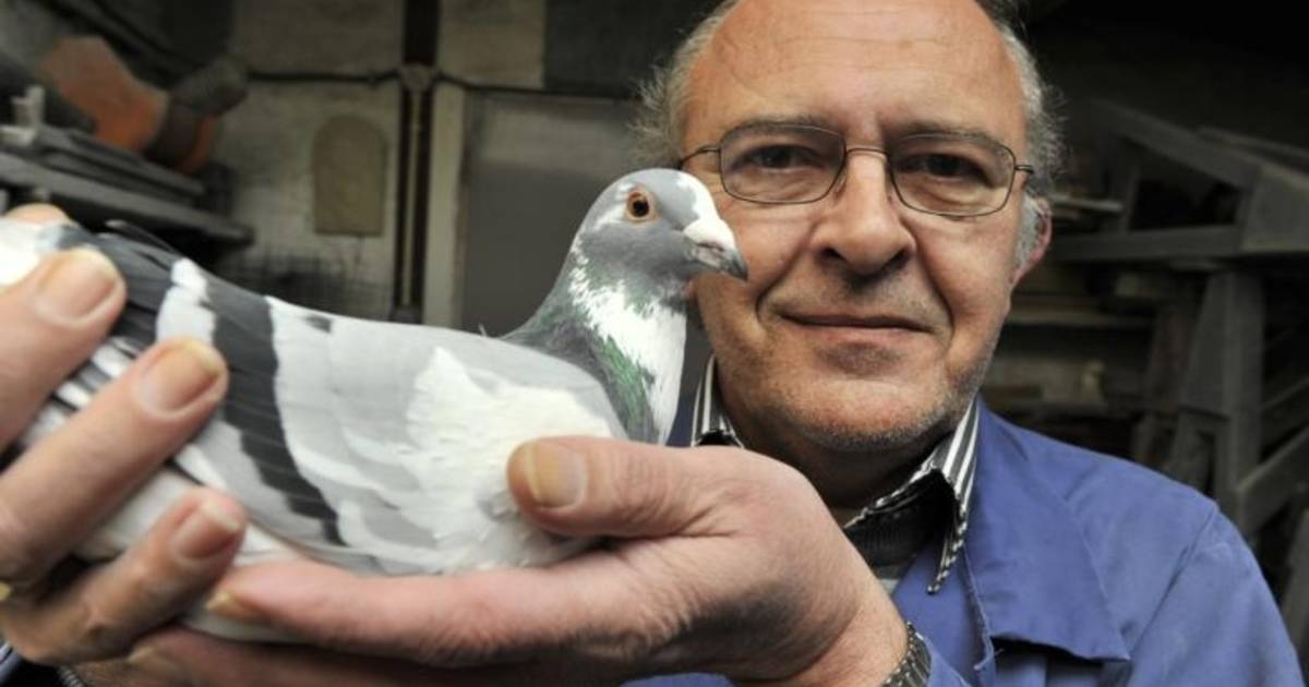 Postduiven vliegen naar Het Zuiden | Roosendaal | bndestem.nl