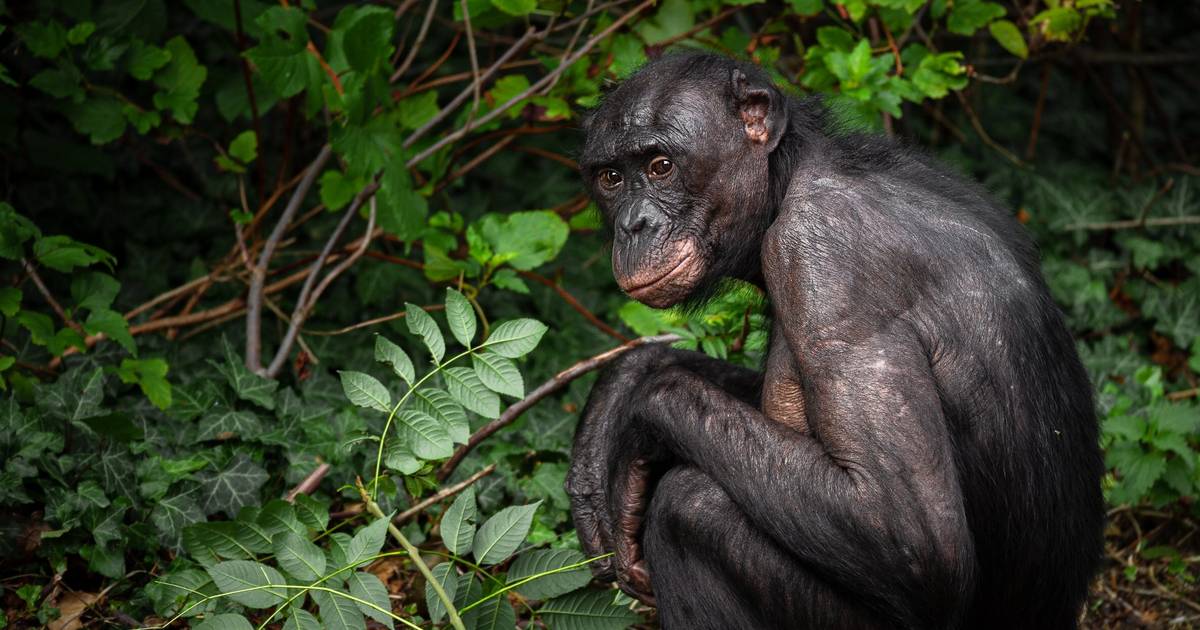 Planckendael-bonobo Zamba ontsnapte door middel van “ongezien krachtige sprong” | Mechelen | hln.be