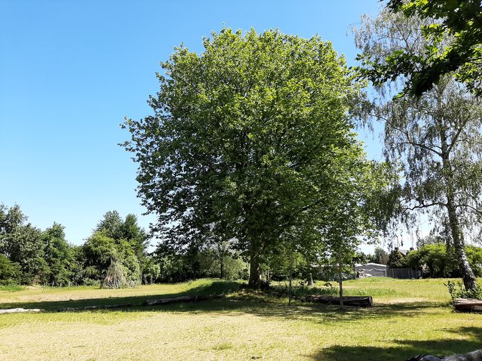 Dader spuit vergif in boom, gemeente Meppel wil 20.000 euro verhalen ...