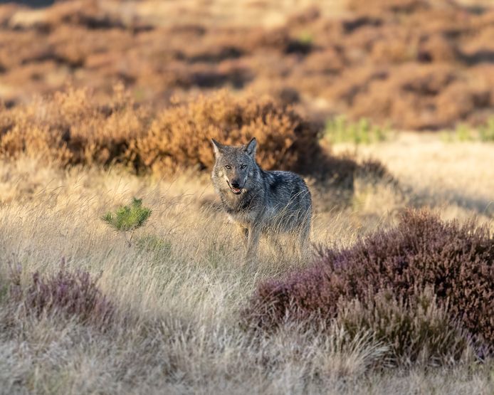 Minimaal achttien verschillende wolven in Nederland: zeker twee nieuwe ...
