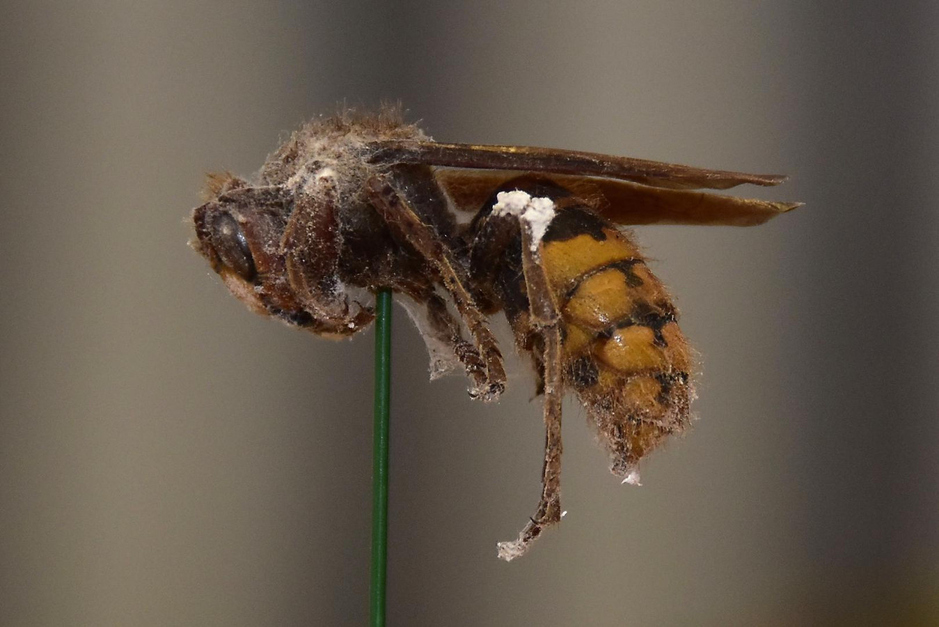 Nest Aziatische hoornaar is blikvanger | Foto | hln.be