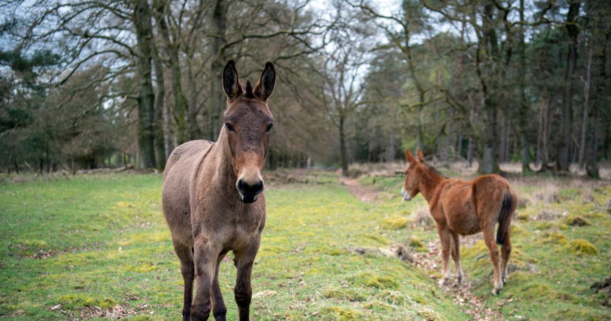 Zo gaat nationaal park De Hoge Veluwe de wolf te lijf: ‘Dit dier kan ...