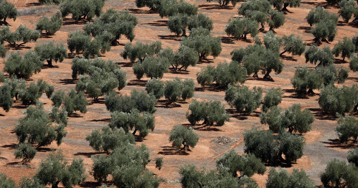 Spanje ongerust over torenhoge prijs van olijfolie | Buitenland | hln.be Spanje ongerust over torenhoge prijs van olijfolie | Buitenland | hln.be
