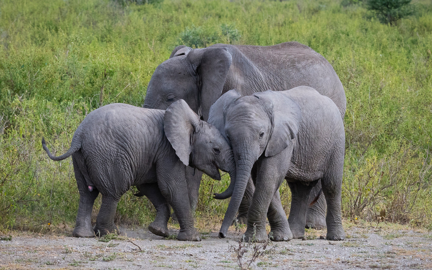 Nieuwe beschermde diersoorten: giraf en makohaai | Foto | hln.be