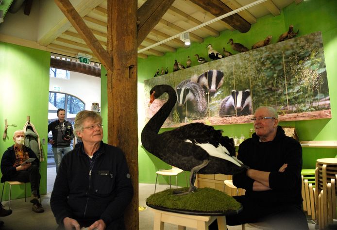 Doodgebeten zwaan Zorro krijgt tweede leven in bezoekerscentrum: ‘Een ...