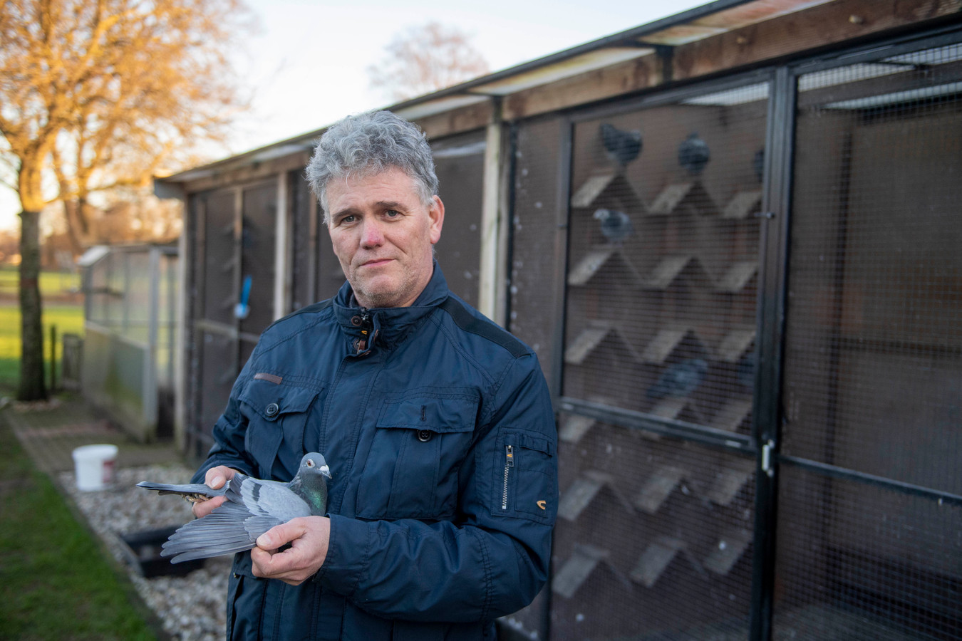 Dieven stelen peperdure duif van Harold (53) uit Den Ham, maar die rent ...