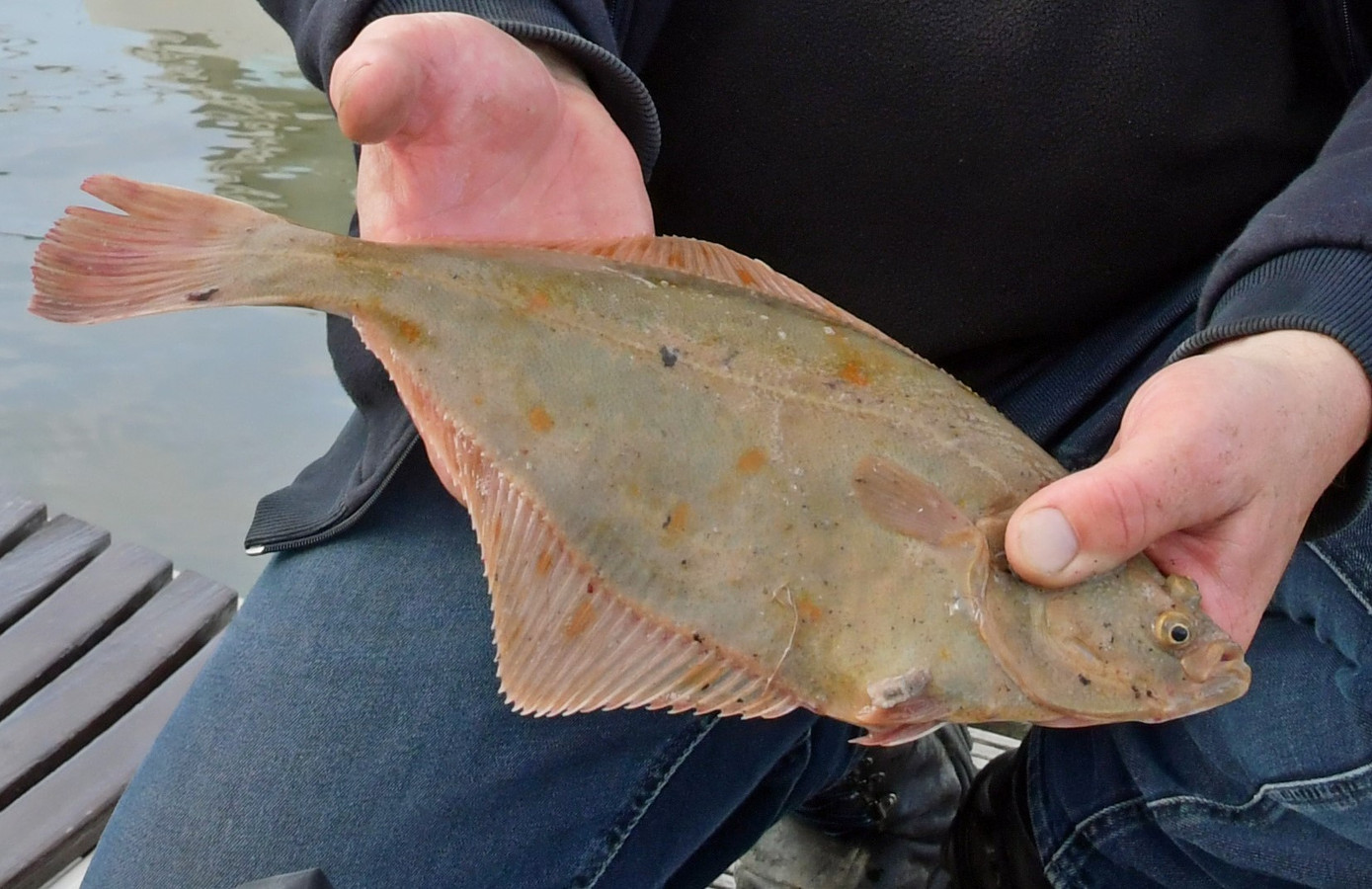 Eet één portie vis uit de Westerschelde en je zit aan je PFAS-taks ...