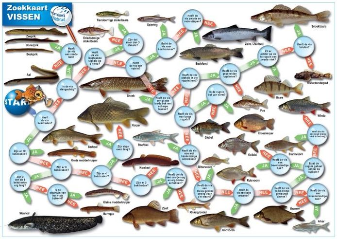 Scholieren leren vissen op school | Maas en Waal | gelderlander.nl