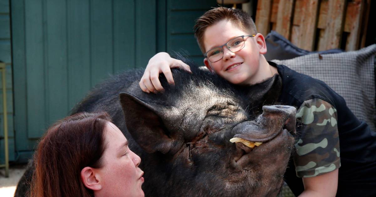 Nelson zou een minivarken zijn, maar werd een bakbeest van meer dan 500 ...