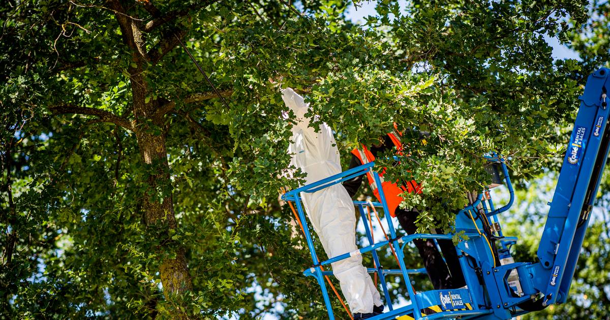 Eerste hulp bij processierupsen: wat te doen als er stekende beestjes ...