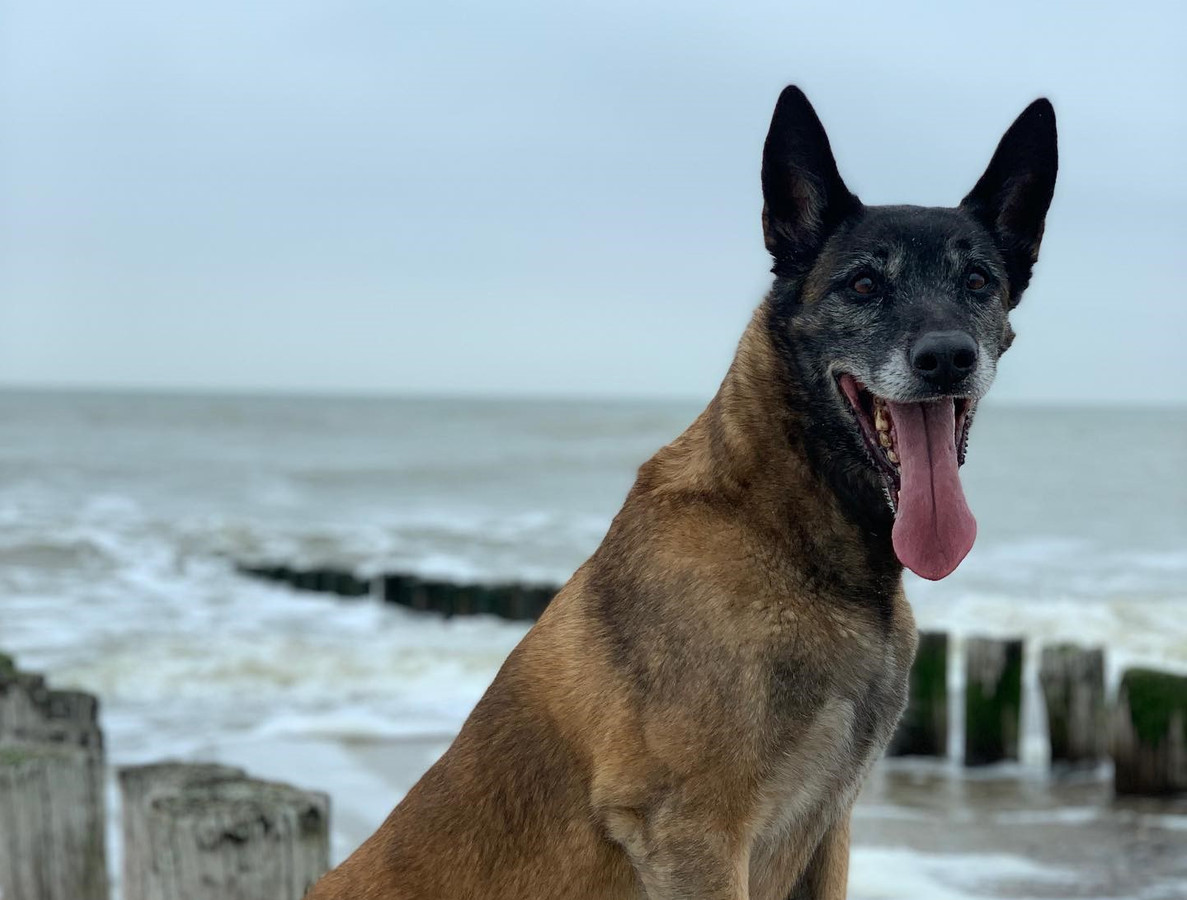 Sue (10), eerste politiehond van zone Rupel, is niet meer: “Pijnlijkste ... Sue (10), eerste politiehond van zone Rupel, is niet meer: “Pijnlijkste ...