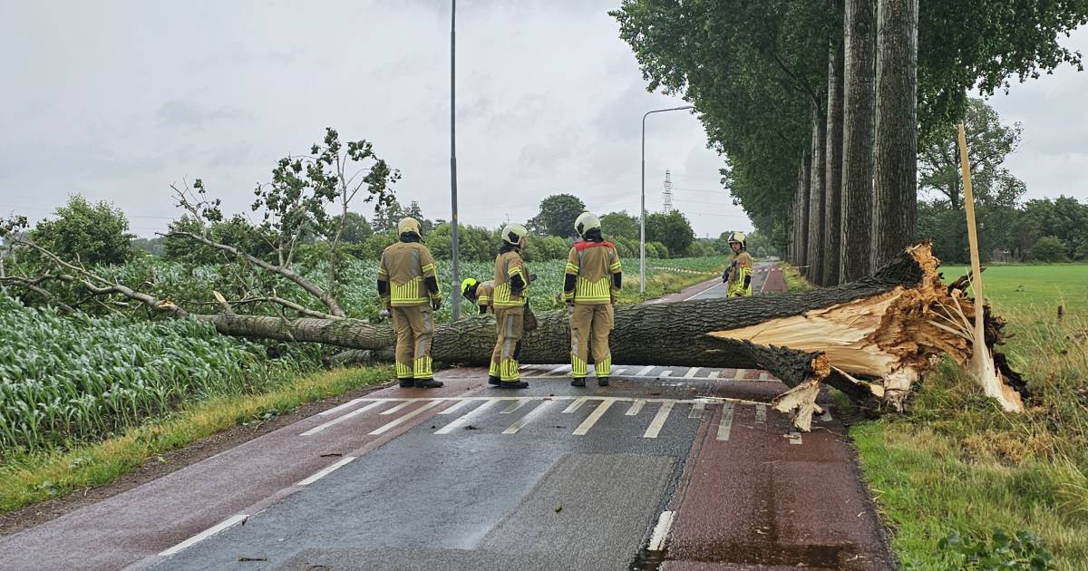 Leg ’m daar maar neer: storm Poly velt grote boom langs Maanderdijk ...