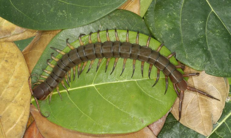 Waarom je een duizendpoot in je huis nóóit moet vermorzelen | Libelle