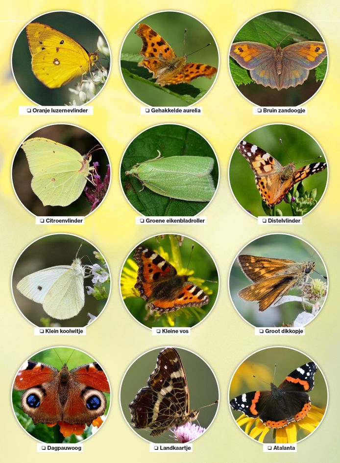 Hoe gaat het met onze vlinders? ‘In de afgelopen 15 jaar is de helft verdwenen’ | Binnenland | AD.nl