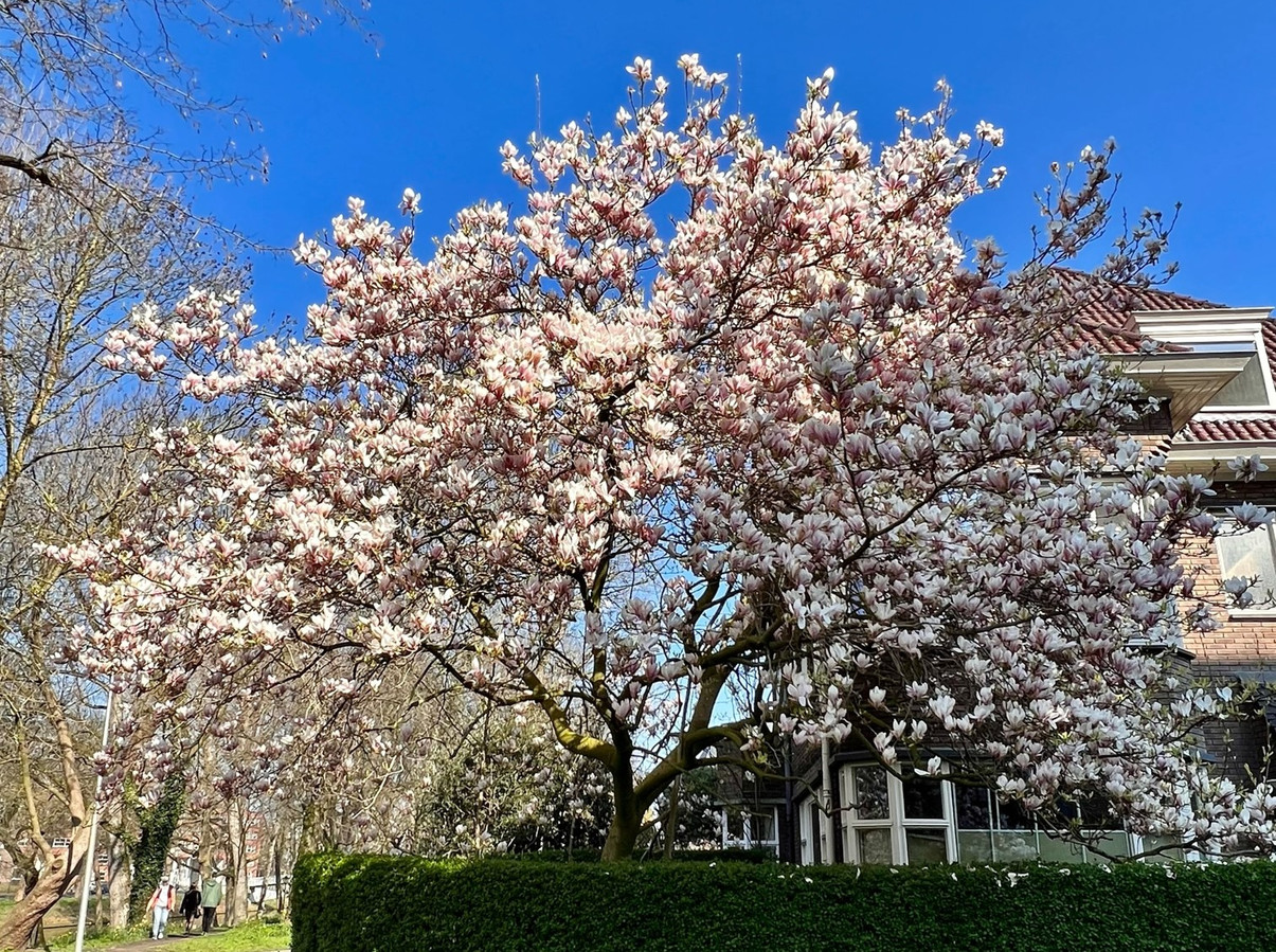 Dit zijn de grootste en prachtigste magnolia bomen van Utrecht | Foto ...