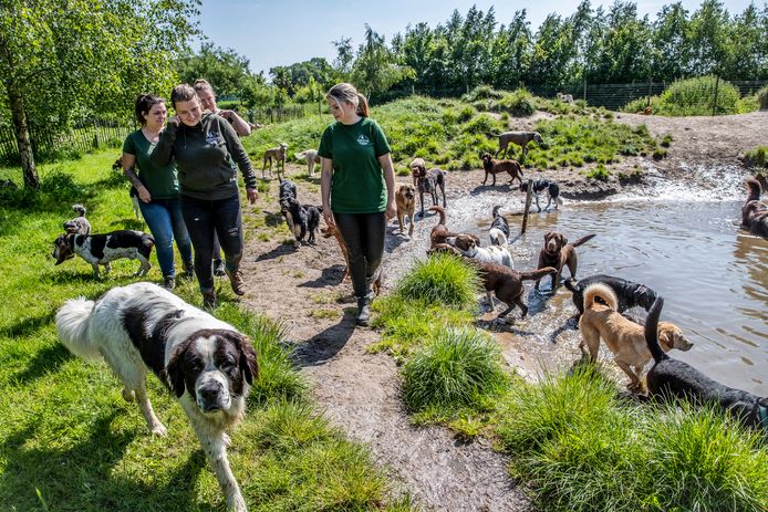 Volle hondenpensions in de zomer: waar kunnen de baasjes nog terecht ...