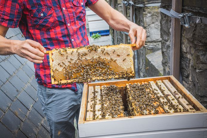 Imkervereniging de Rosse Bie verwelkomt bezoekers in bijenhal ...