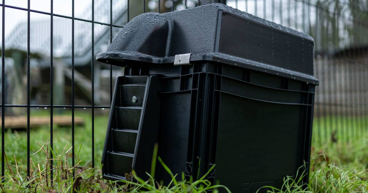 Gemeente breidt project met slimme rattenvallen uit | Lebbeke | hln.be