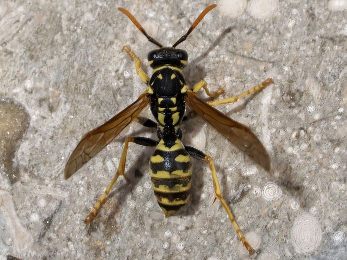 Nu al wespen in het land? “De soorten die je nu ziet, zijn niet ...