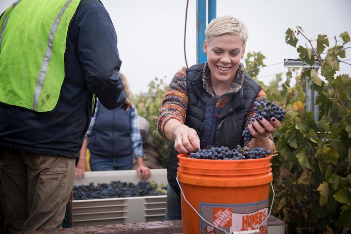 Pink steekt de handen uit de mouwen op haar eigen wijngaard: ‘Zo leerde ...