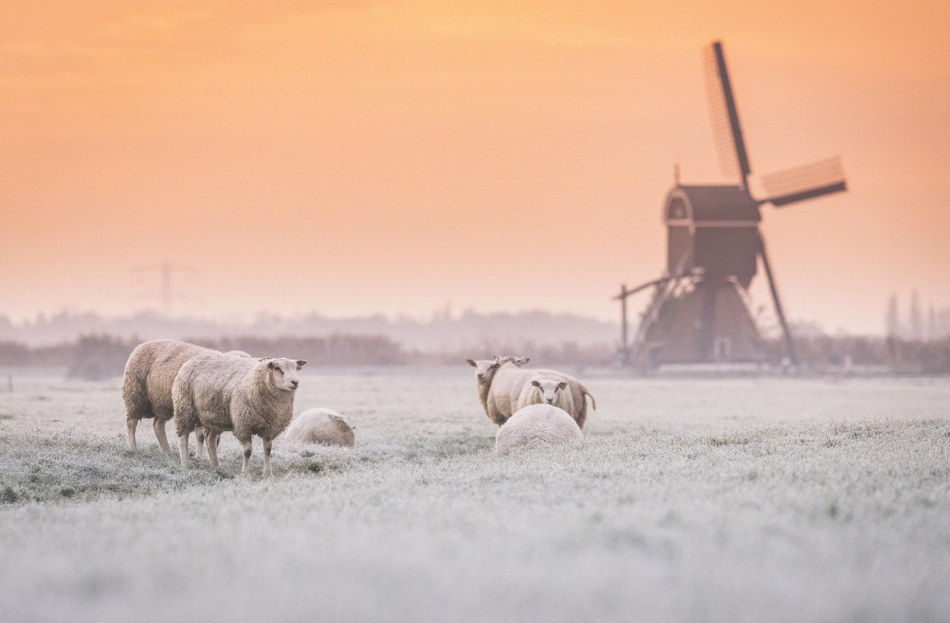 Witte schapenvachtjes gaan moeiteloos over in het al even witte ...