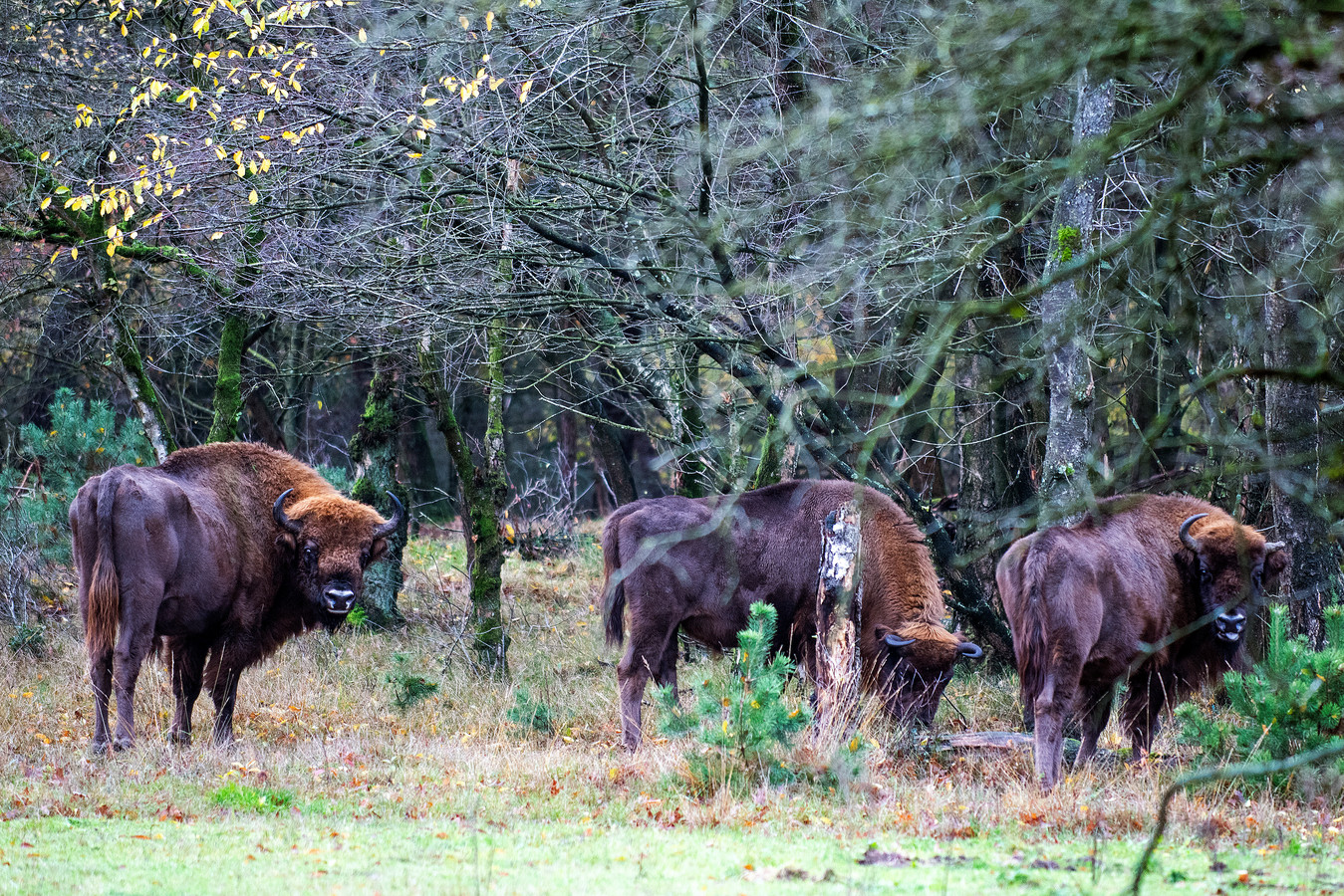 Het grootste landzoogdier van Europa heeft zijn plekje gevonden op de ...