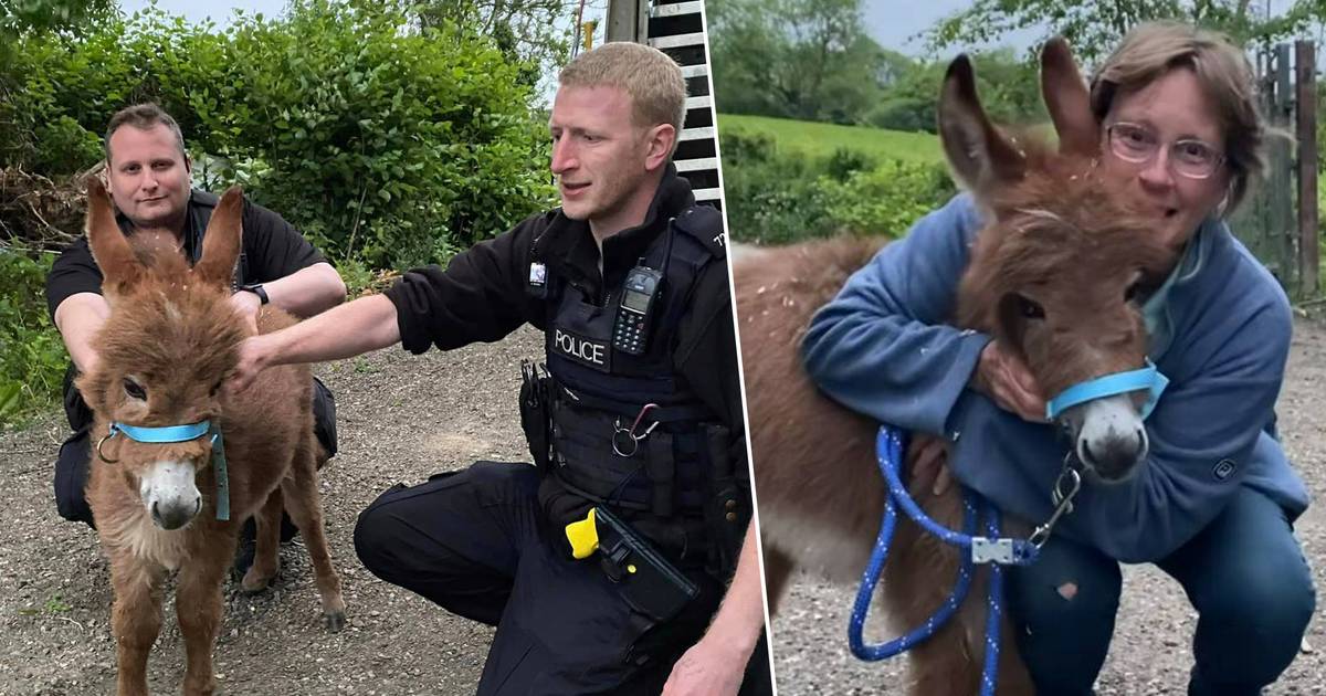 Hartverwarmend: ontvoerde baby-ezel na weken weer herenigd met mama ...