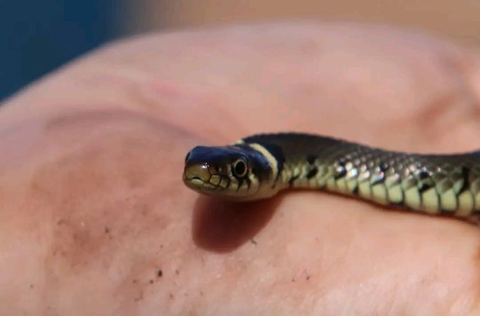 “Fantastisch nieuws!”: Natuurpunters treffen juveniele ringslang aan in ...