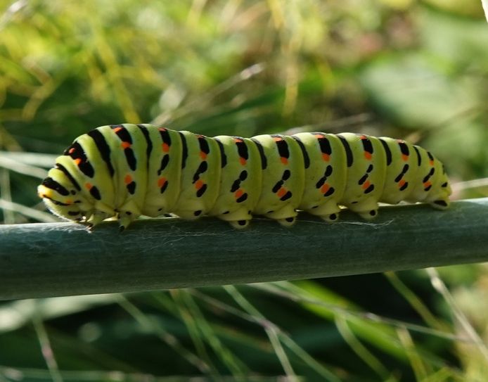 Rupsenroof uit populaire stadstuin, ineens is er nergens meer een rups ...
