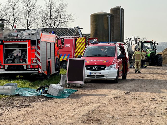 Brandweer moet varkens uit aalput redden | Oostkamp | hln.be