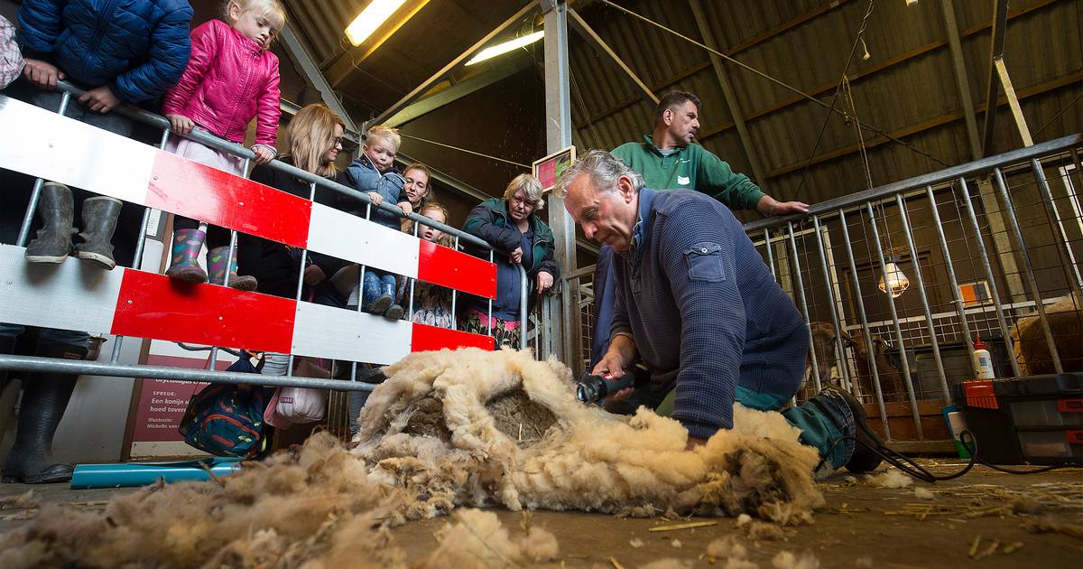 Schapen scheren in Duiven: feest op kinderboerderij Horsterpark ...
